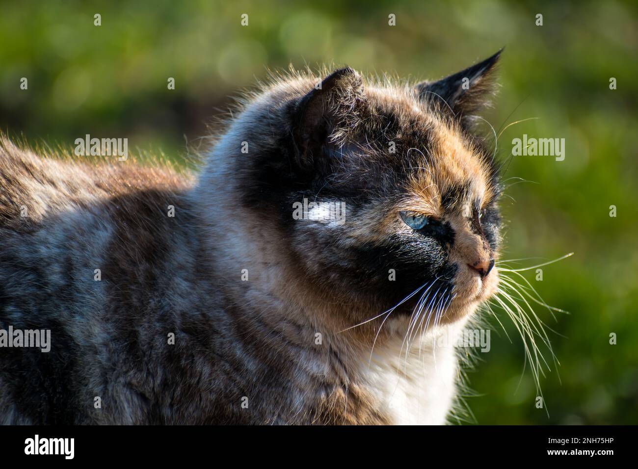 Beautiful calico cat with blue eyes sitting in the garden with sunshine ...