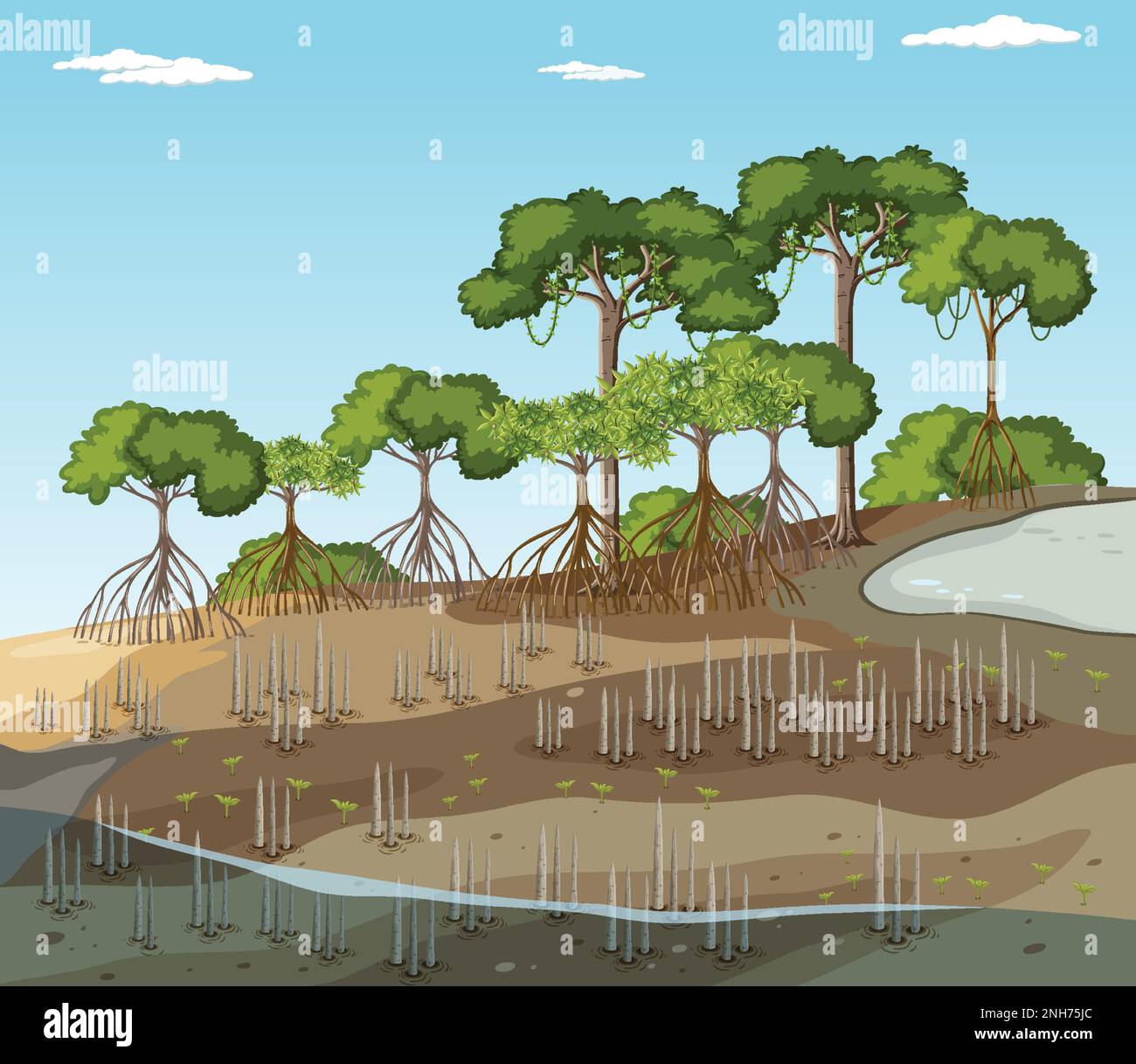 Mangrove forest nature scene illustration Stock Vector Image & Art - Alamy