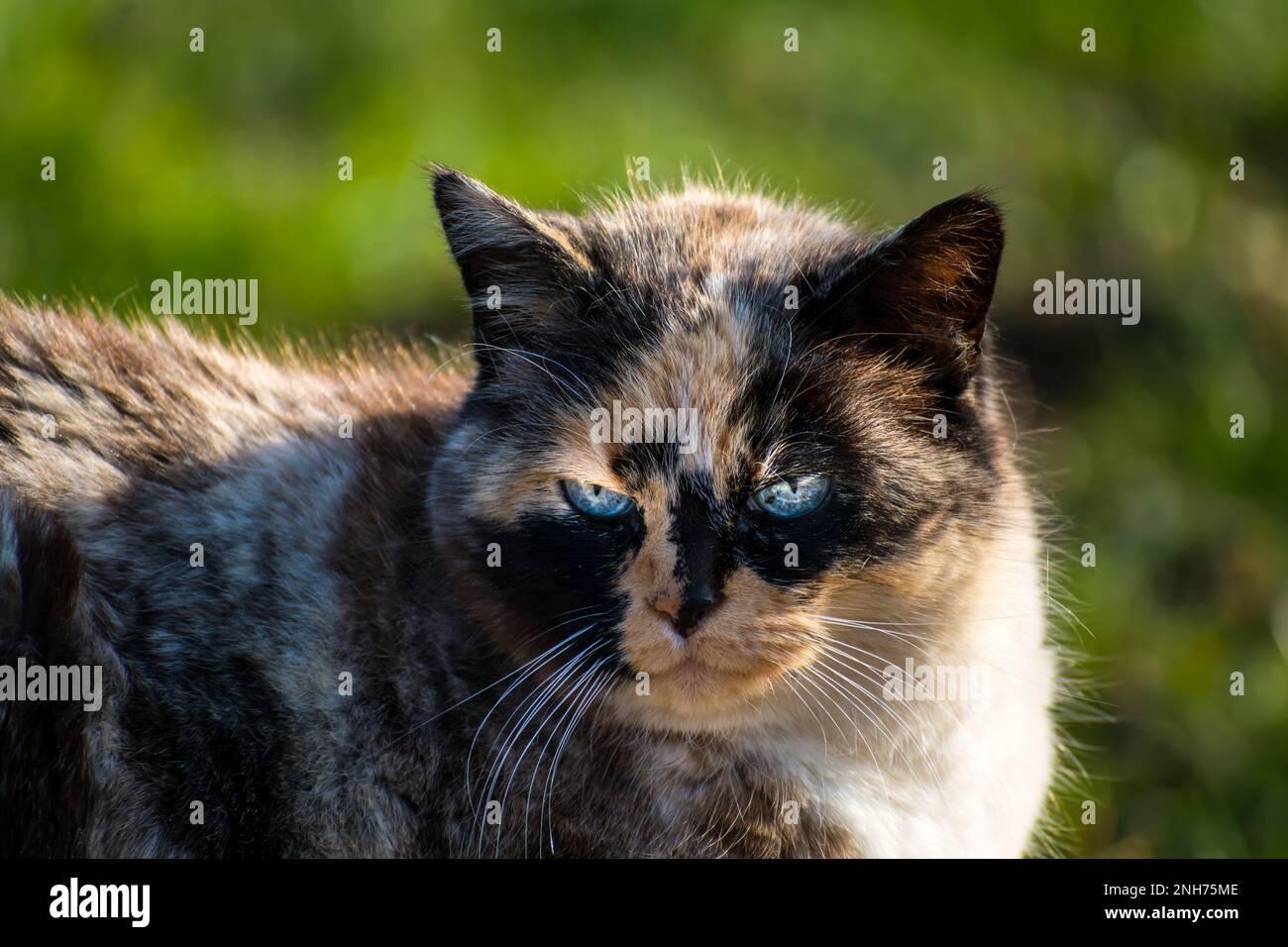 Beautiful calico cat with blue eyes sitting in the garden with sunshine ...