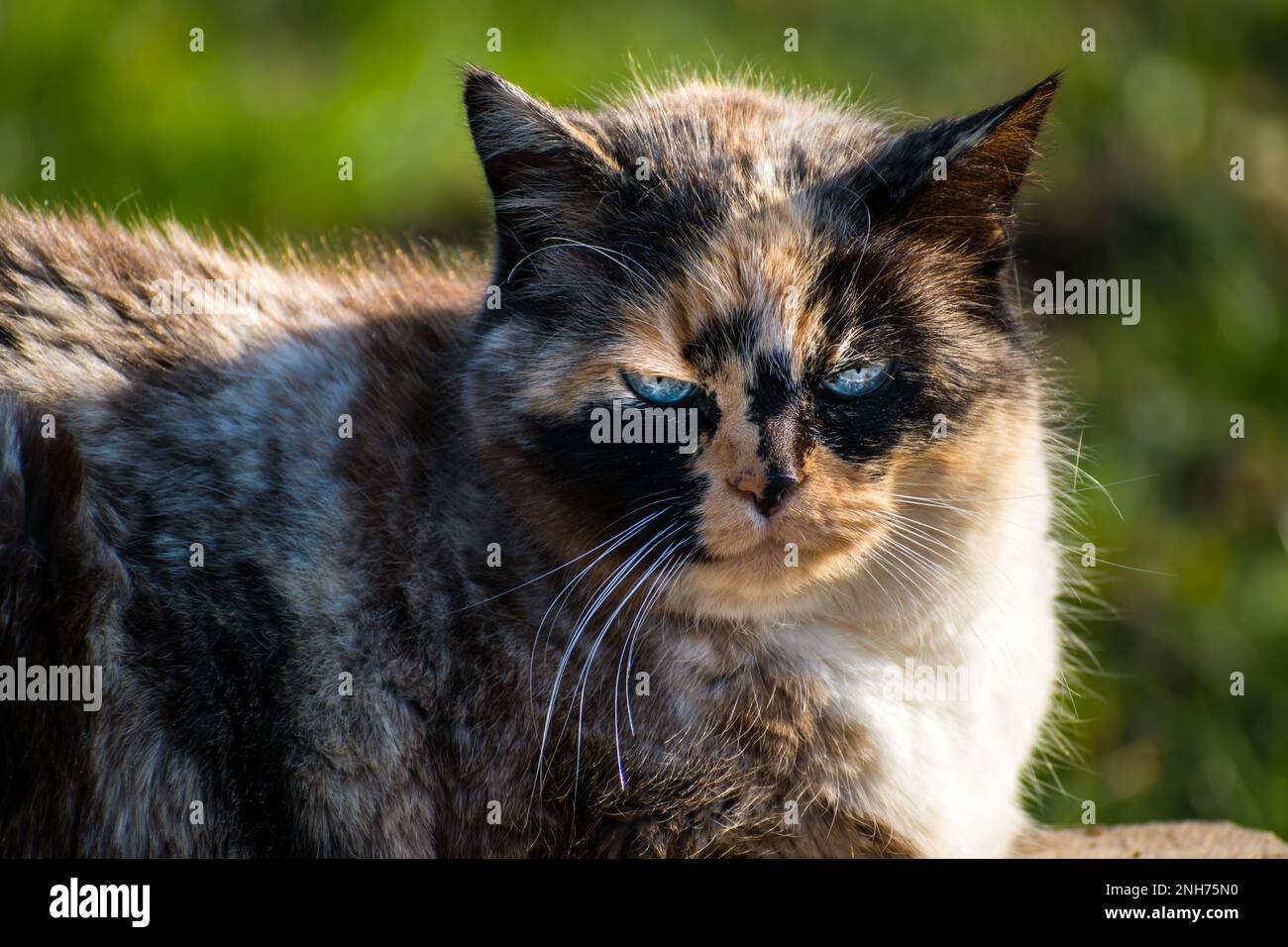 Beautiful calico cat with blue eyes sitting in the garden with sunshine ...