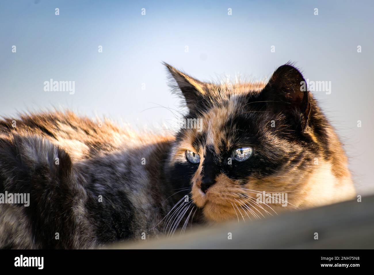 Beautiful calico cat with blue eyes sitting in the garden with sunshine ...