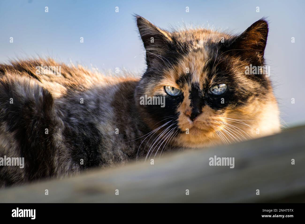 Beautiful calico cat with blue eyes sitting in the garden with sunshine ...