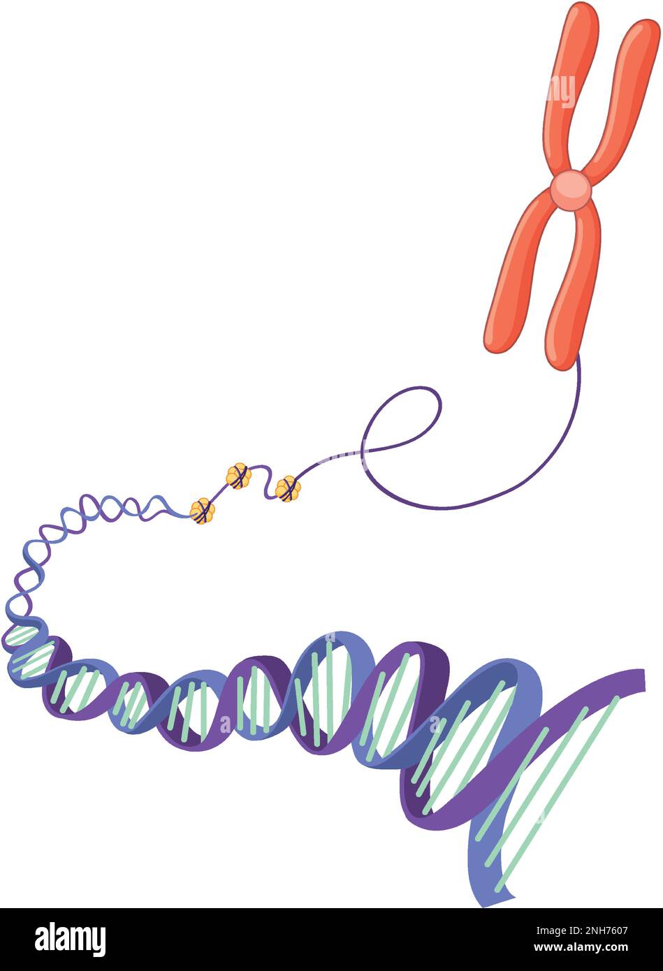Chromosome and DNA structure illustration Stock Vector Image & Art - Alamy