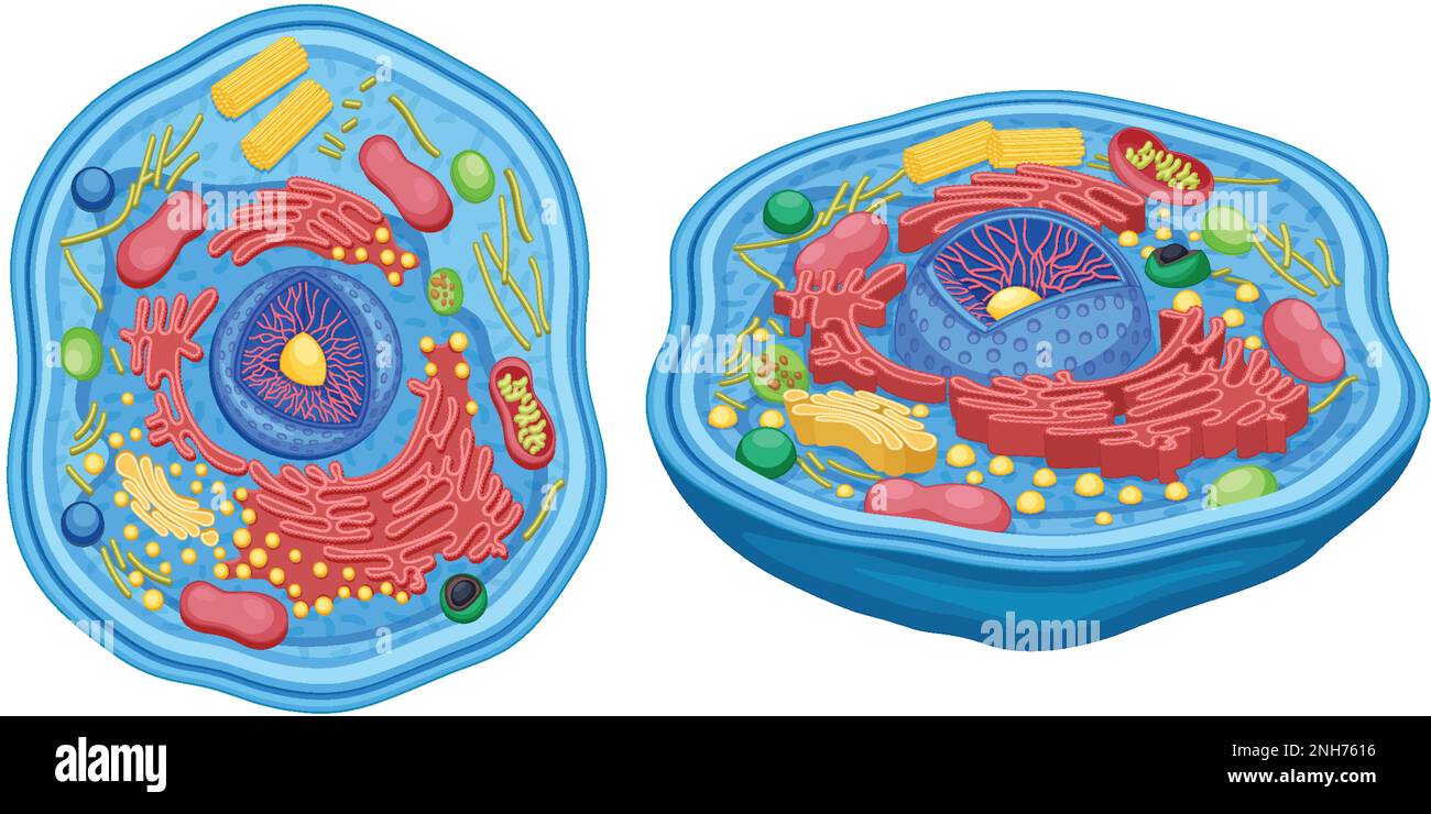 Animal Cell Anatomy Diagram Structure illustration Stock Vector Image ...