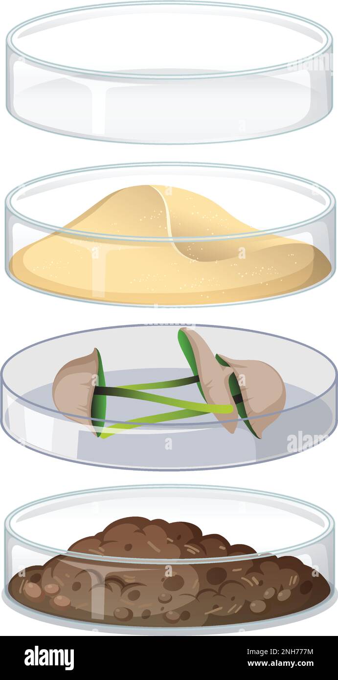 Petri Dish Experiment At Home at Matthew Calzada blog