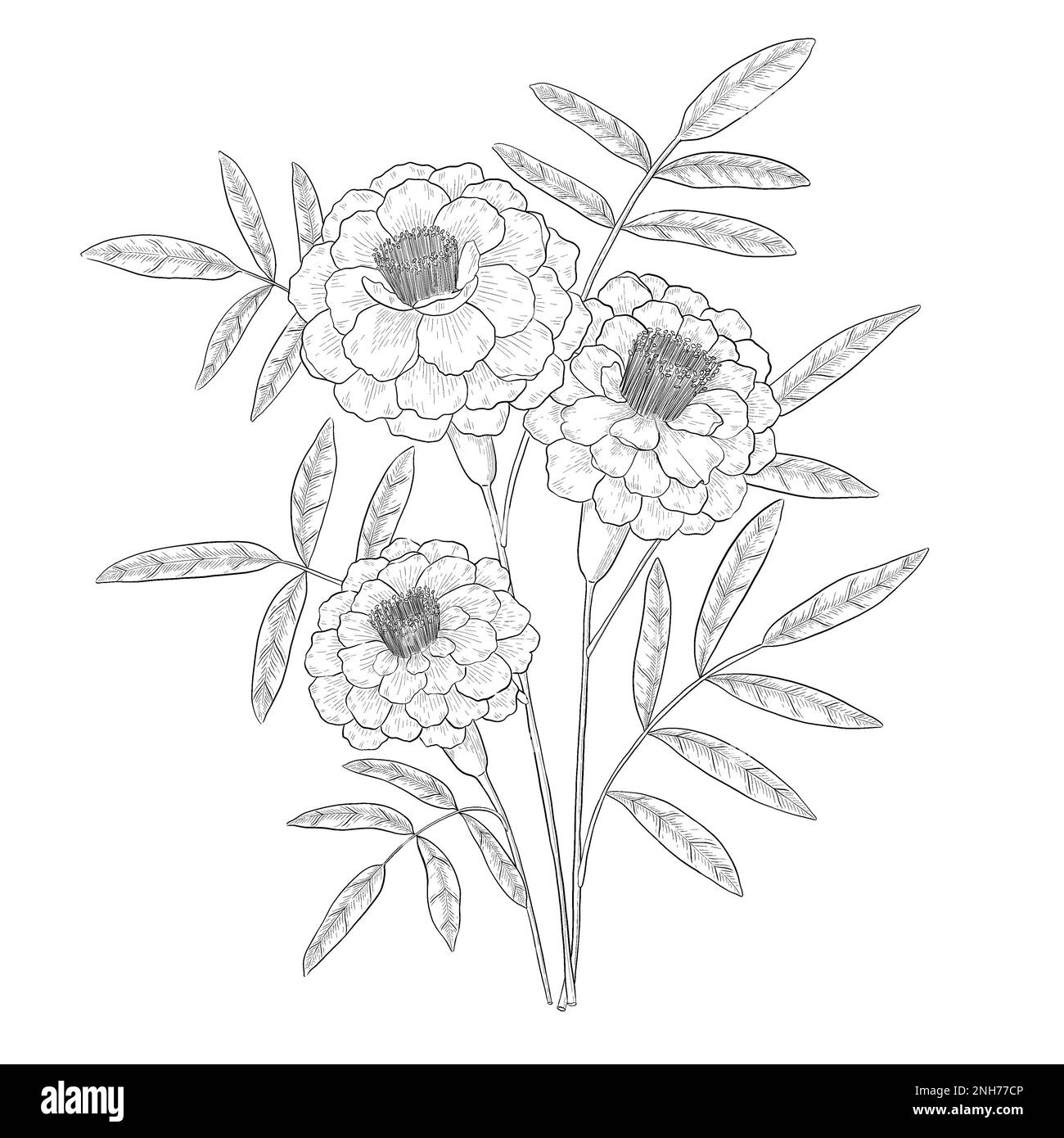 Marigold botanical illustration Black and White Stock Photos & Images ...