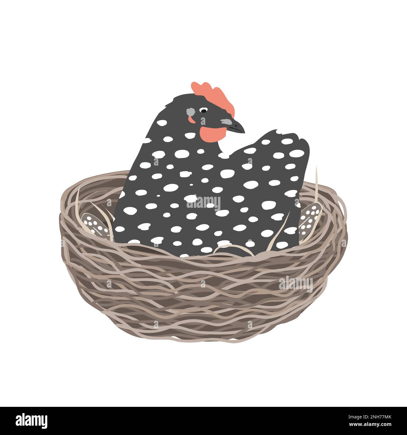 Cute dappled hen sitting in the nest. Vector illustration isolated on white background Stock ...