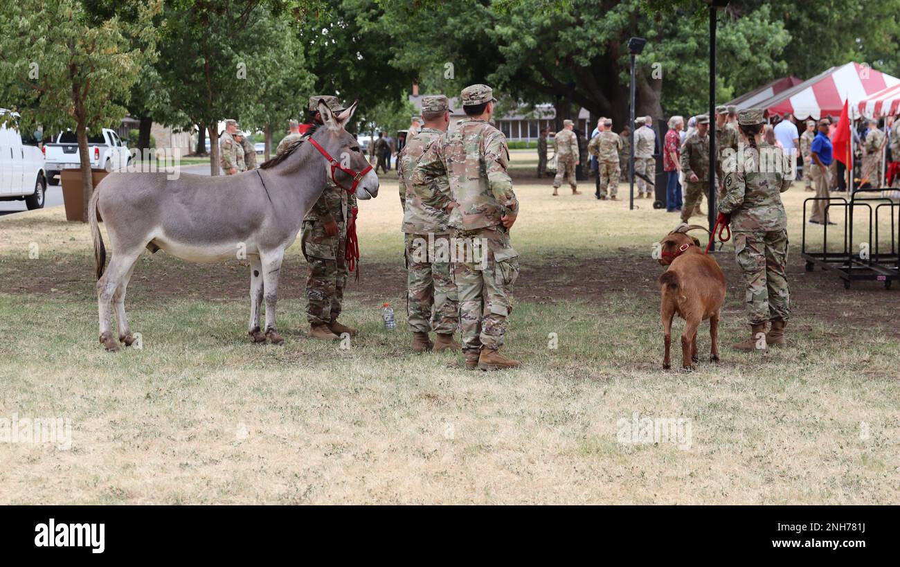 Donkey fa hi-res stock photography and images - Alamy