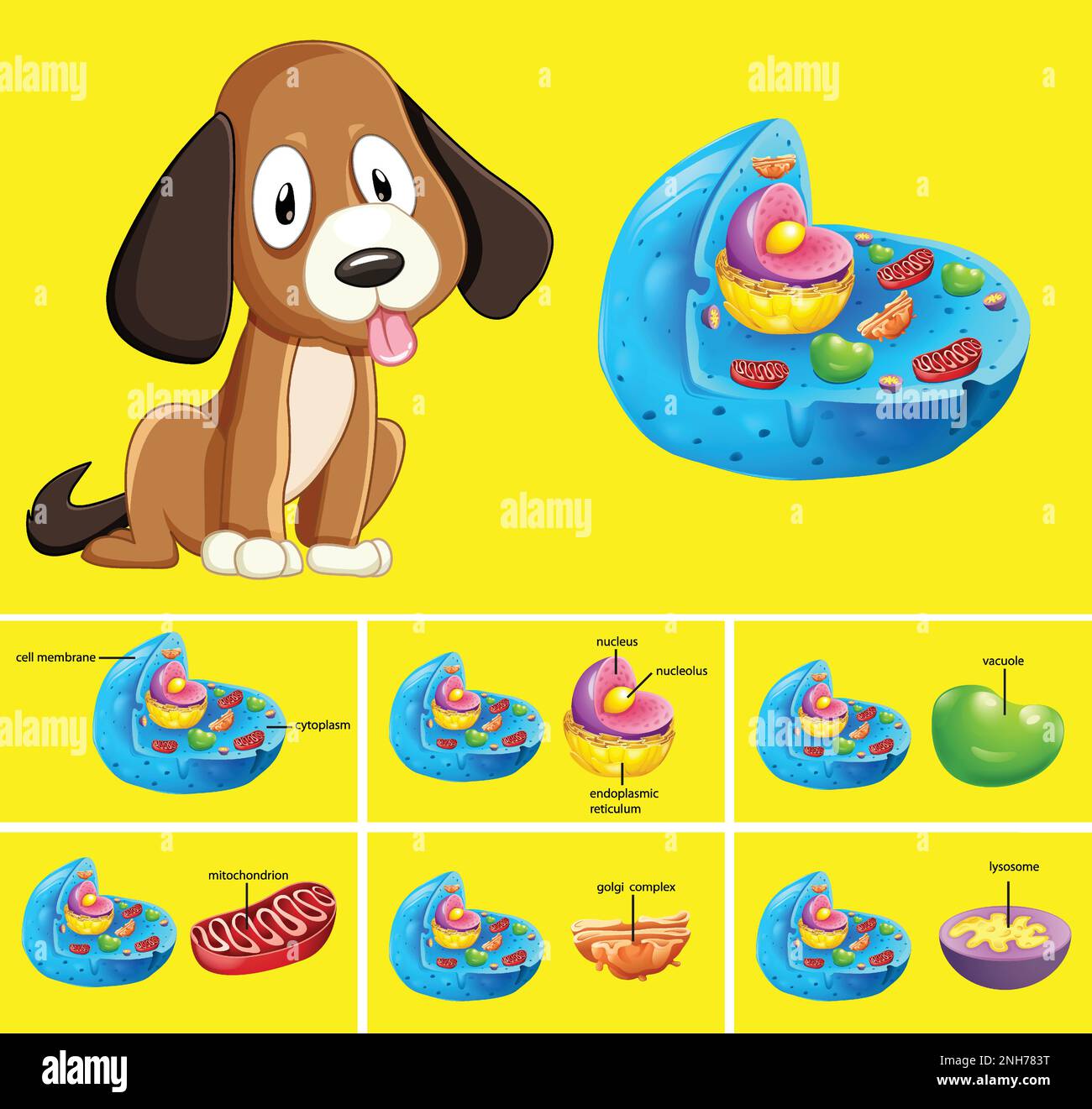 Animal cell anatomy structure illustration Stock Vector Image & Art - Alamy