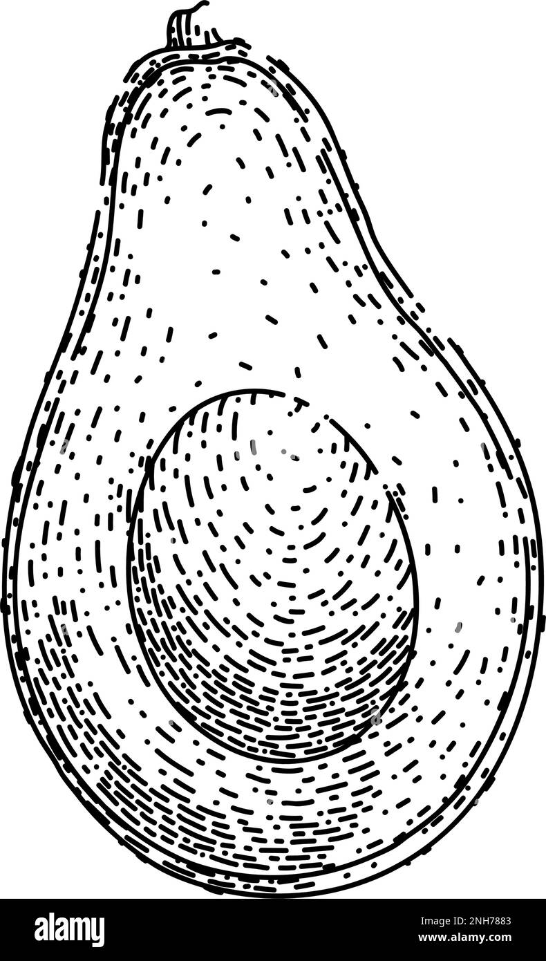 avocado slice sketch hand drawn vector illustration Stock Vector Image ...