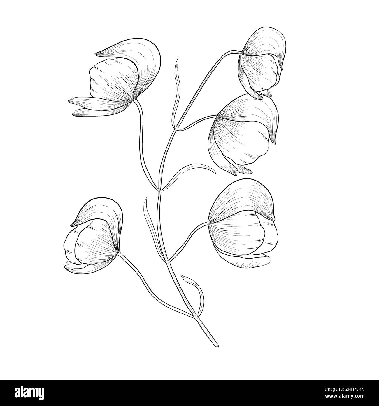 White aconitum Black and White Stock Photos & Images - Alamy