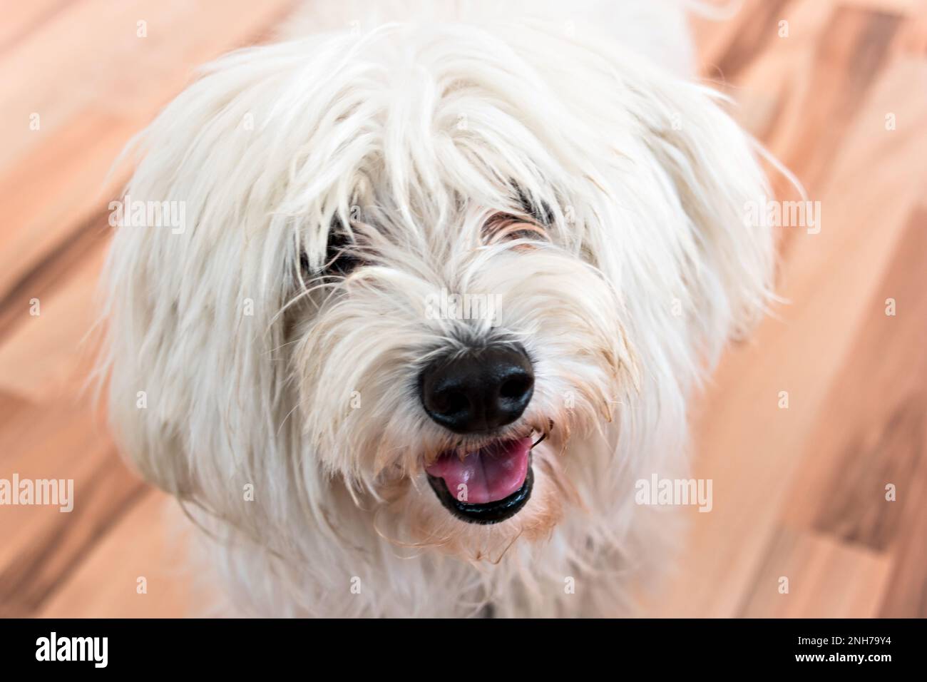 Close-up of a cute white Bichon Maltes dog on the parquet of home house ...