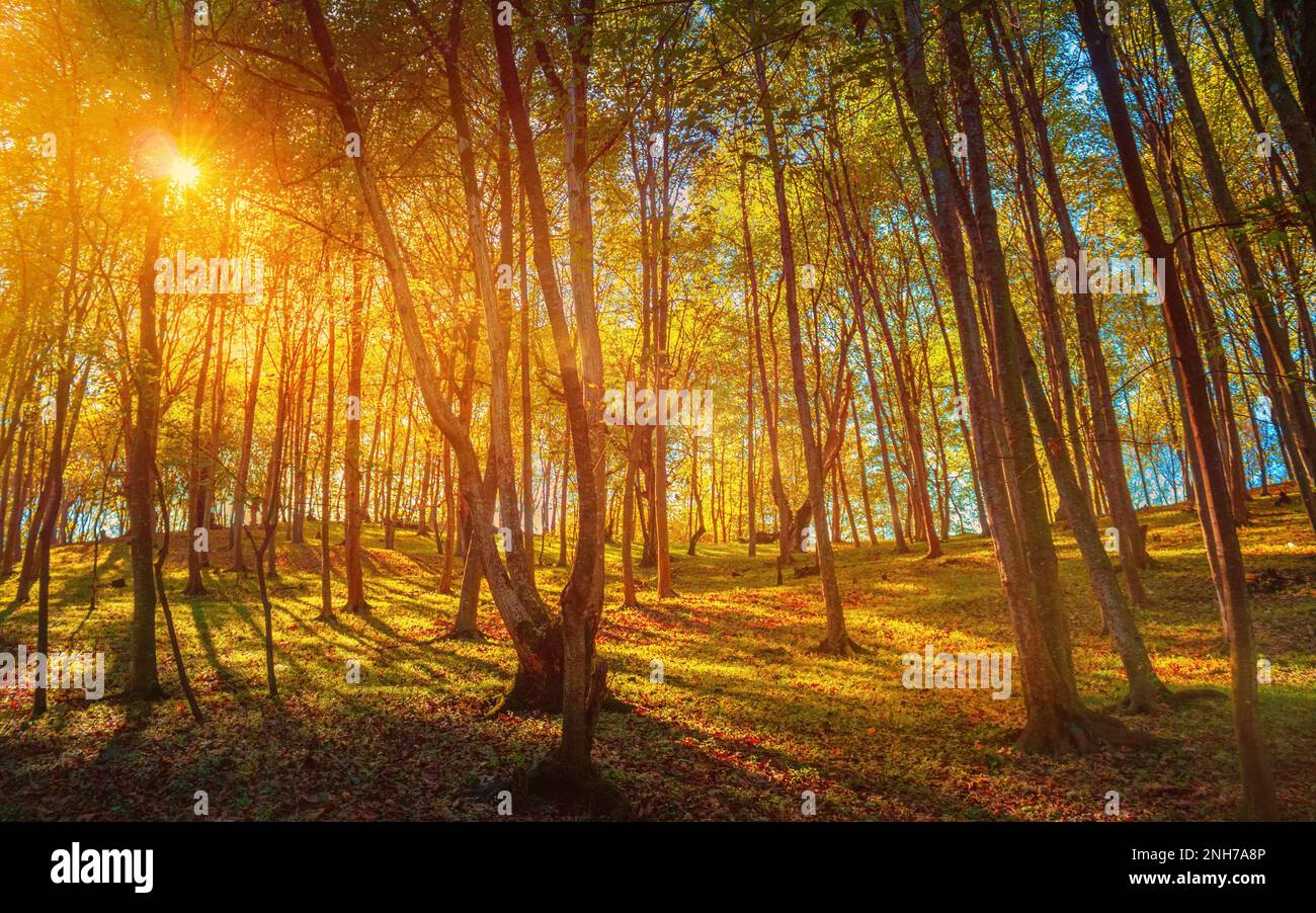 A beautiful scene featuring a sunbeam peering through trees and grass ...