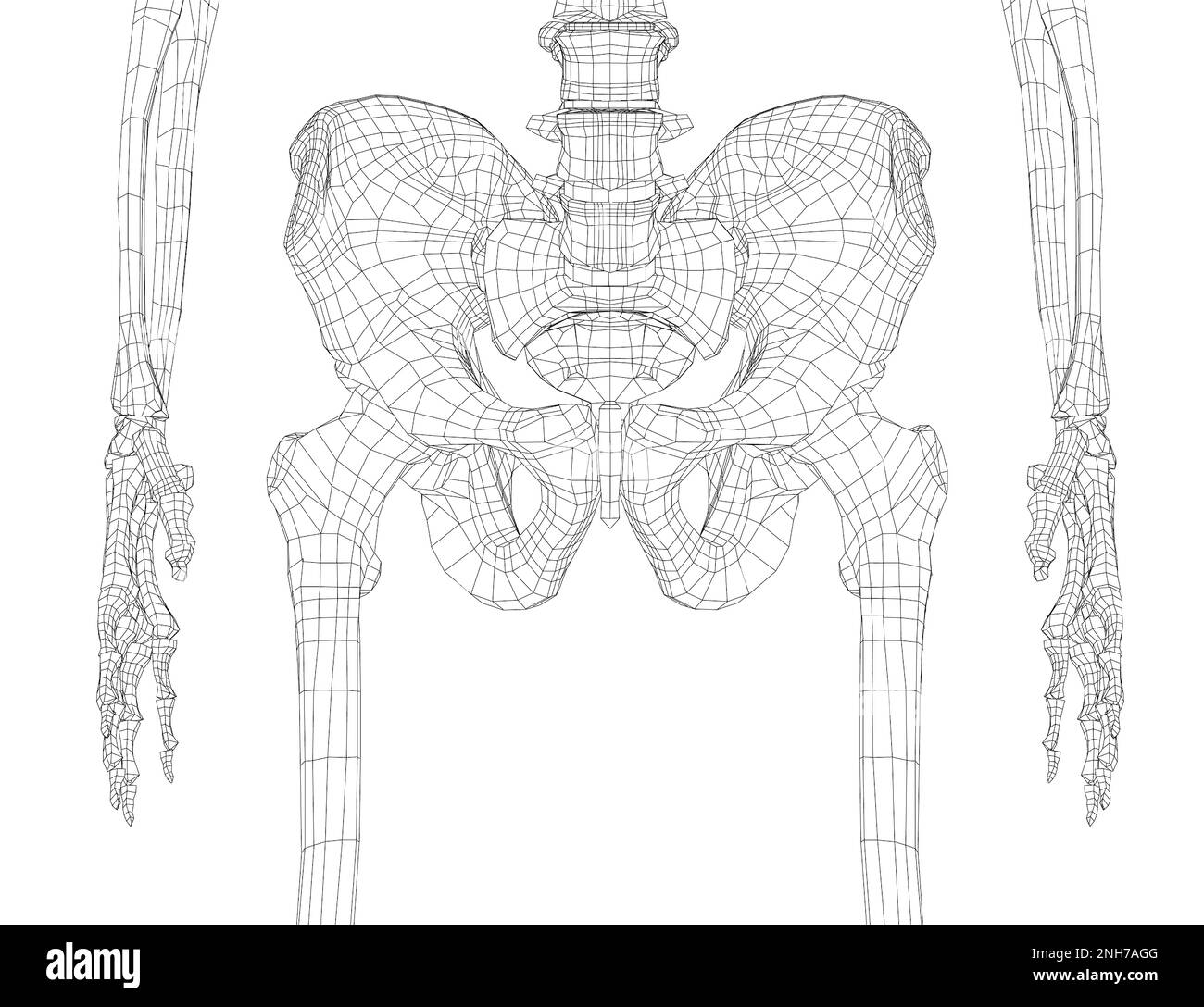 Skeleton of the human pelvis Stock Photo - Alamy