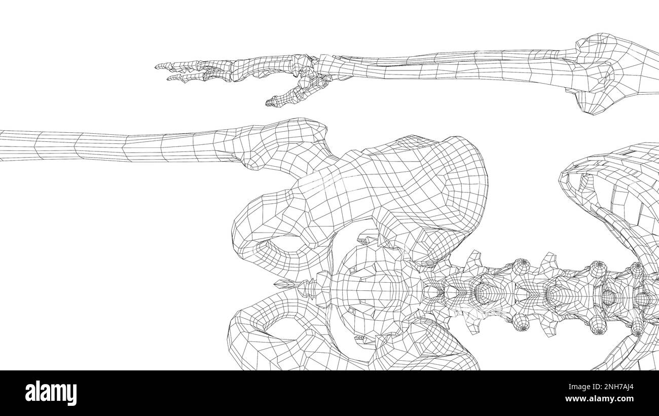 Human skeleton. 3d illustration Stock Photo - Alamy