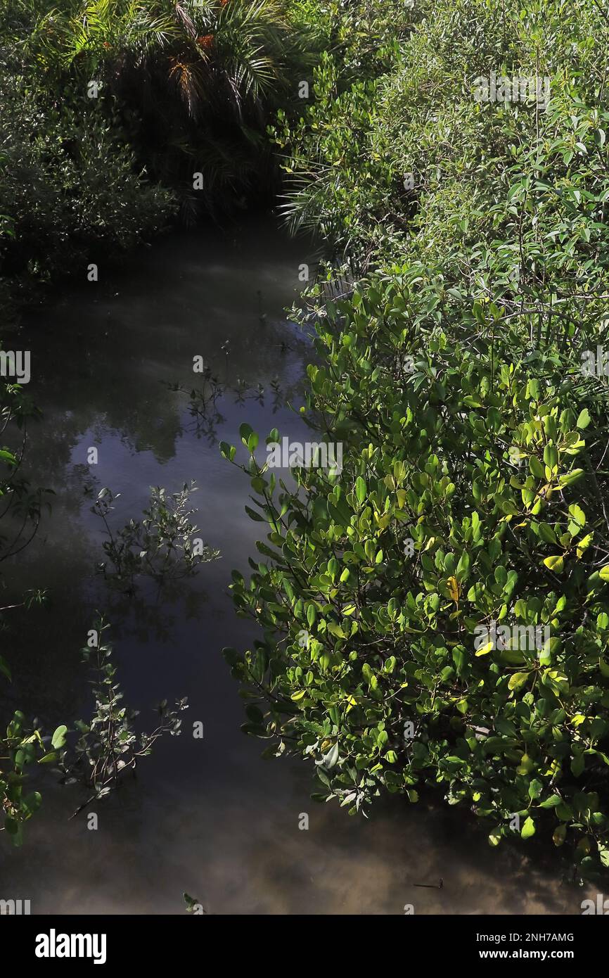 lush green mangrove forest at henry's island near bakkhali sea beach ...