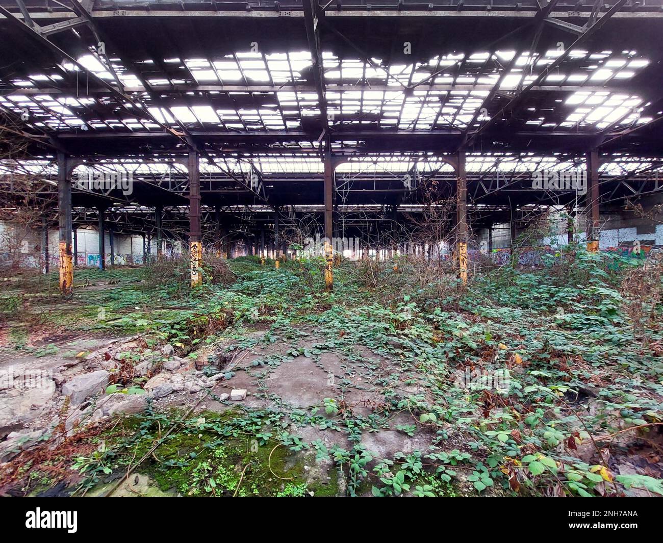 Huge abandoned factory with damaged roof and blackberry bushes growing ...