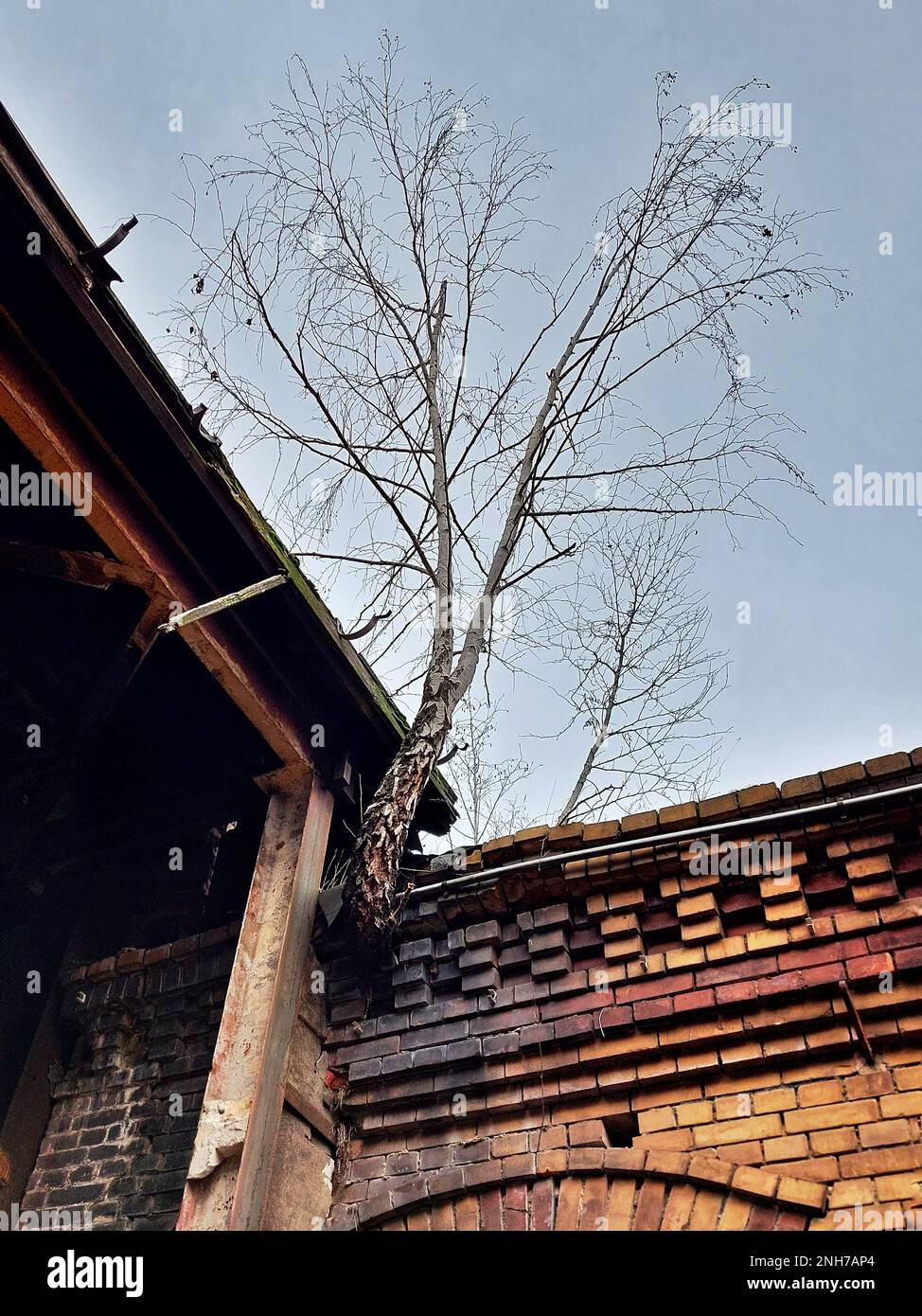 Birch tree growing from roof of abandoned building Stock Photo - Alamy