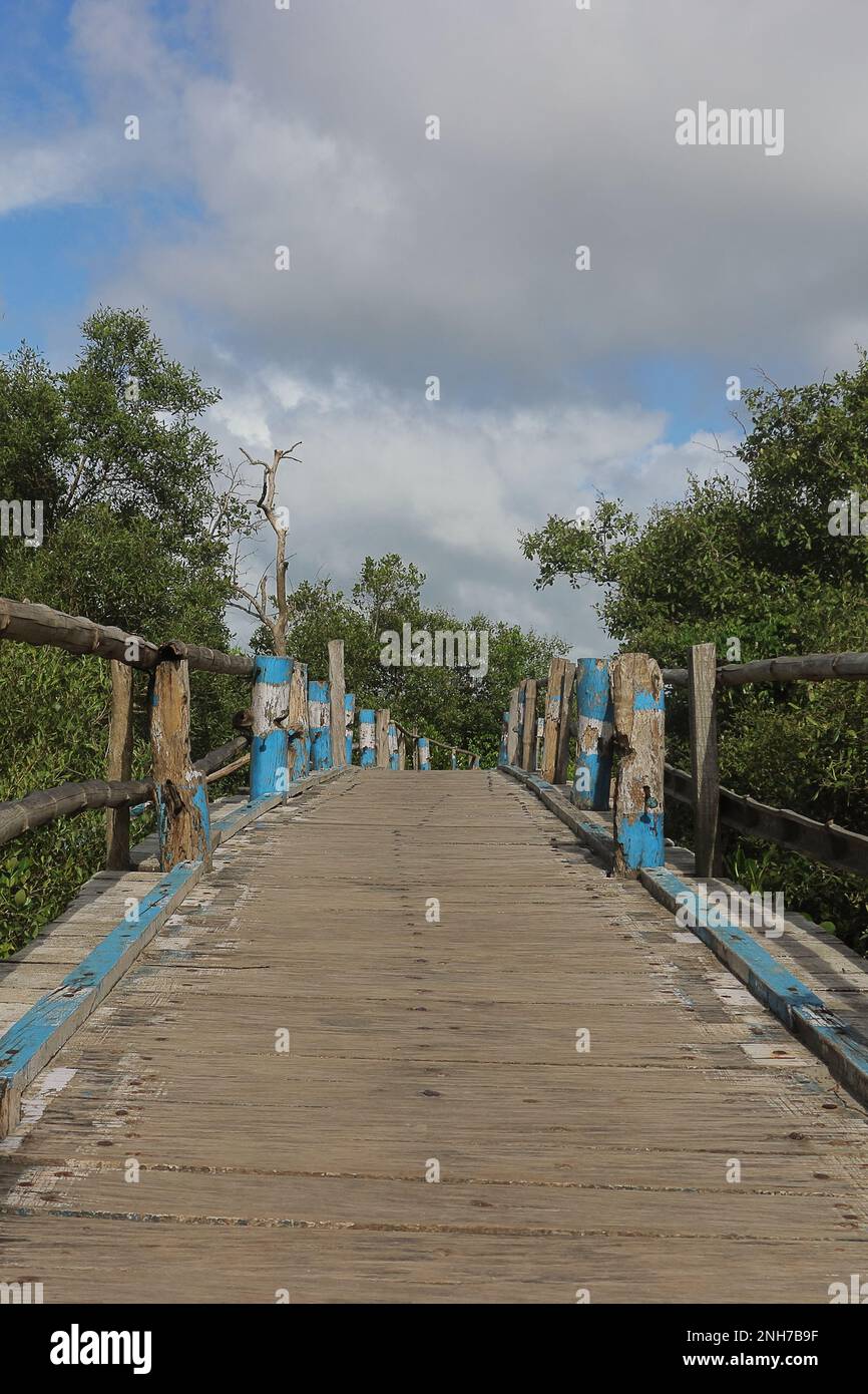 lush green mangrove forest at henry's island near bakkhali sea beach ...