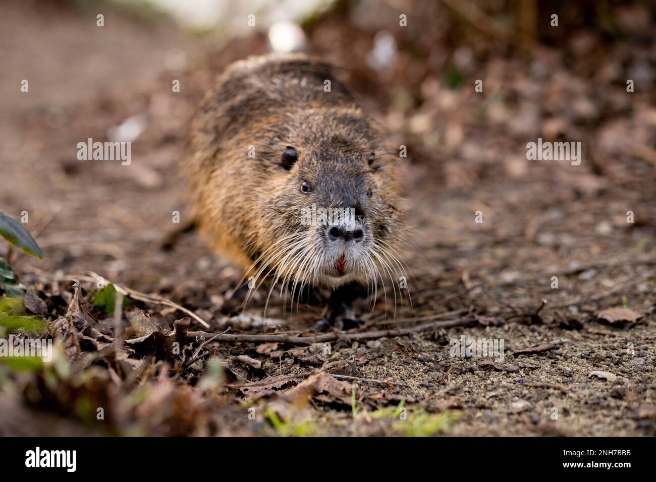Rat teeth european hi-res stock photography and images - Alamy