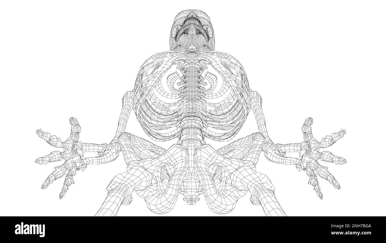 Human skeleton. 3d illustration Stock Photo - Alamy