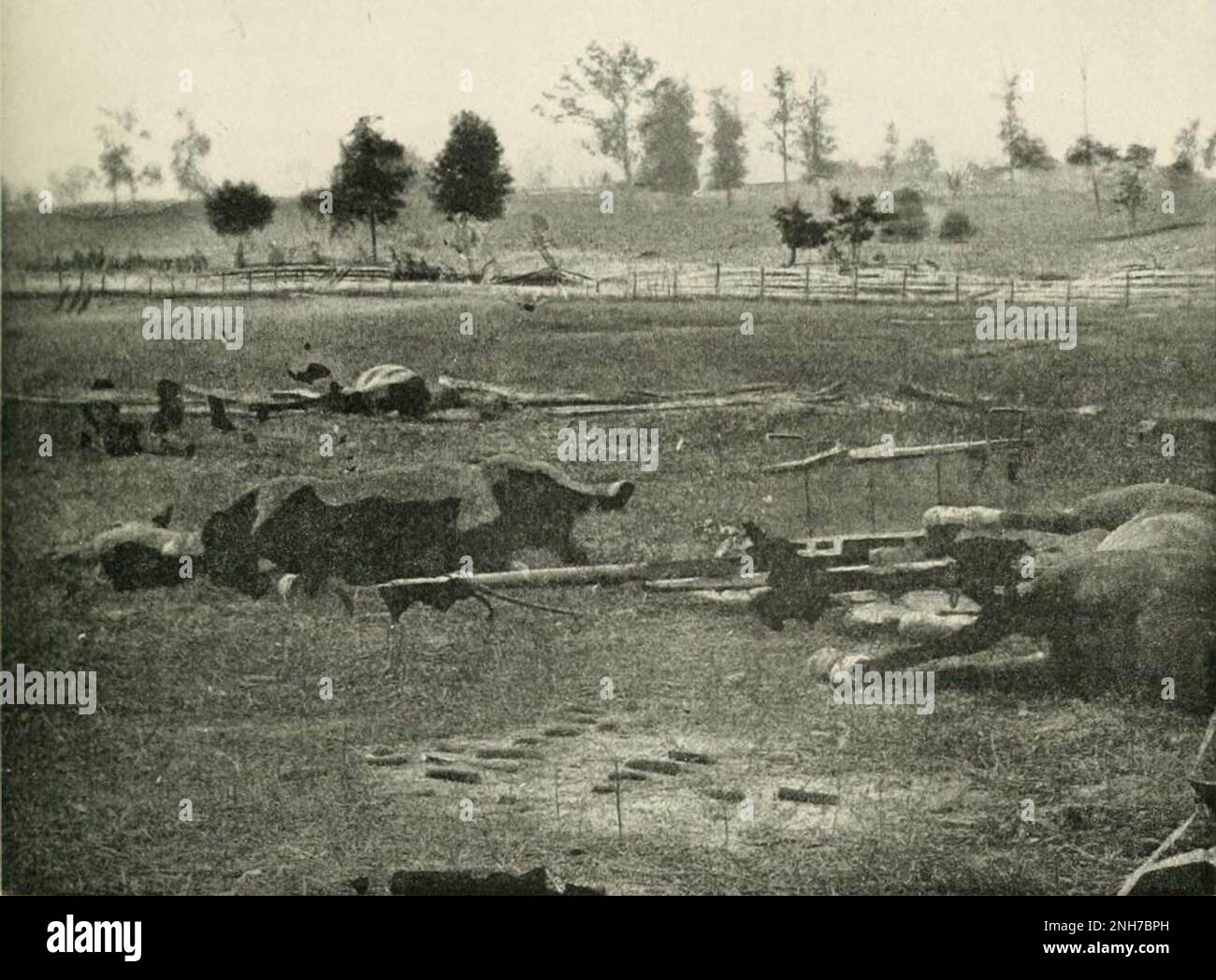 Confederate horses lay dead Stock Photo - Alamy