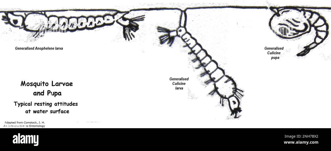 typical Culicine larva and pupa Stock Photo - Alamy