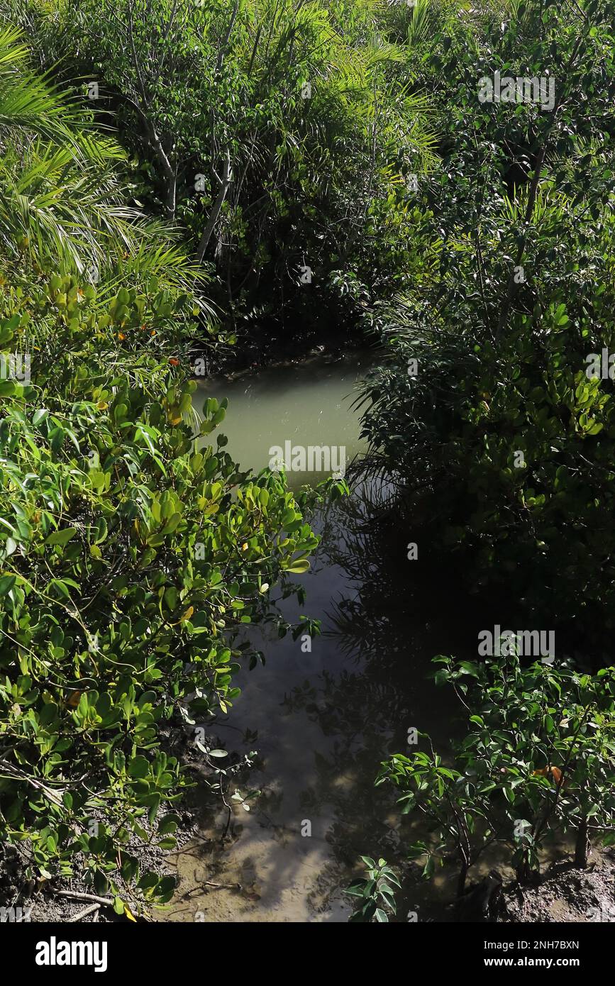 lush green mangrove forest at henry's island near bakkhali sea beach ...