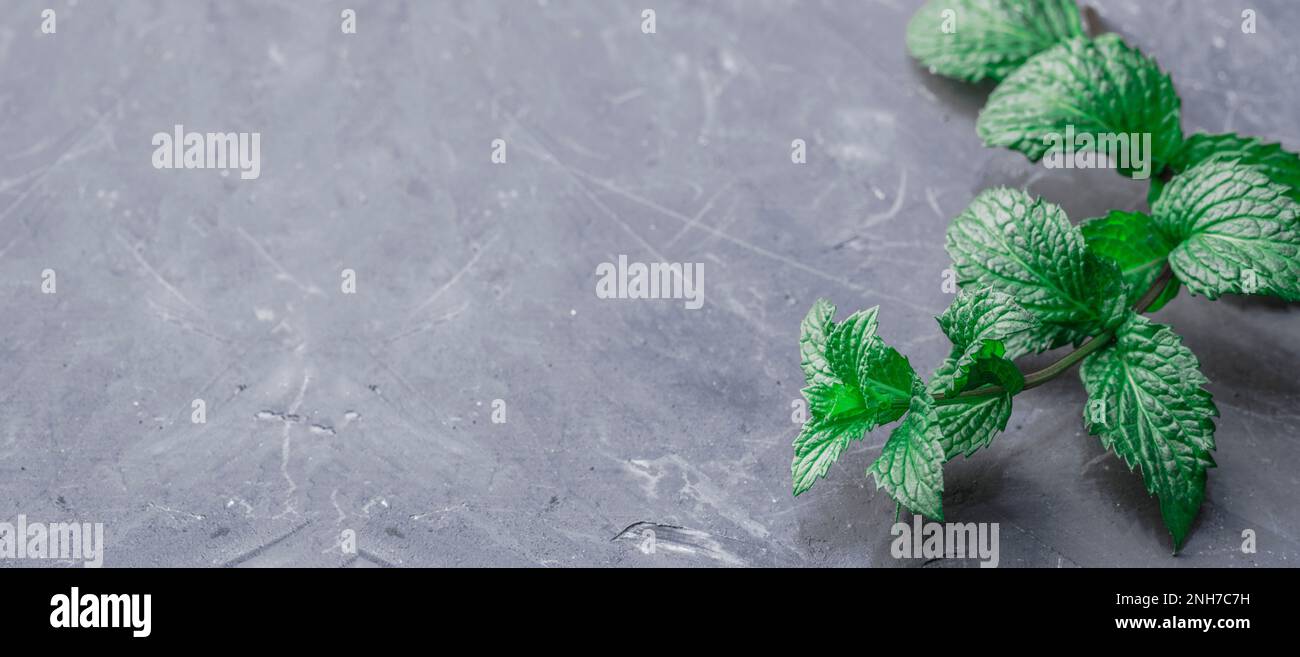 Fresh homemade green peppermint on a gray dark concrete table. Green ...