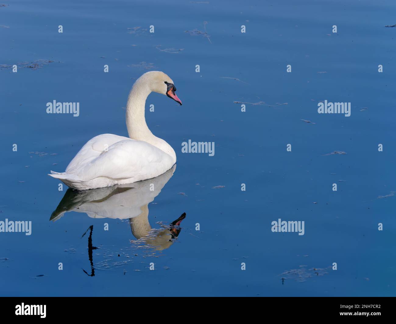 A single swan floating in a body of water Stock Photo - Alamy