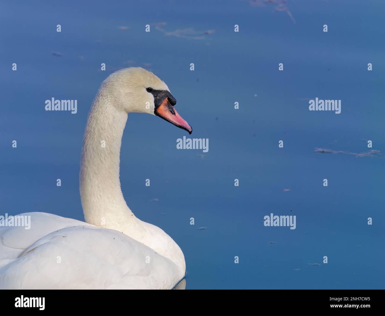 A single swan floating in a clear water Stock Photo - Alamy