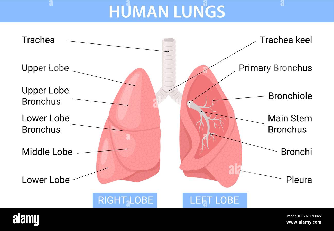Lungs flat infographics with editable text captions pointing to ... Lungs flat infographics with editable text captions pointing to ...