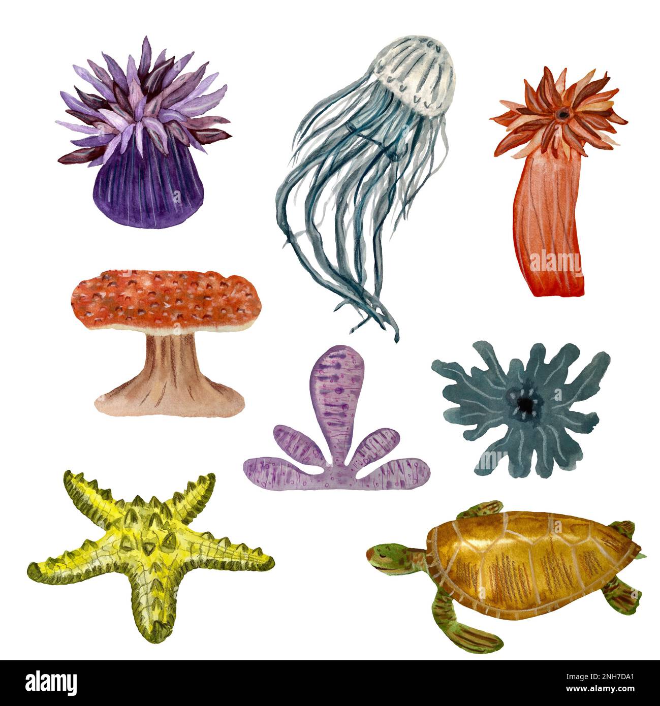 Jellyfish coral turtle starfish ocean a watercolor Stock Photo - Alamy