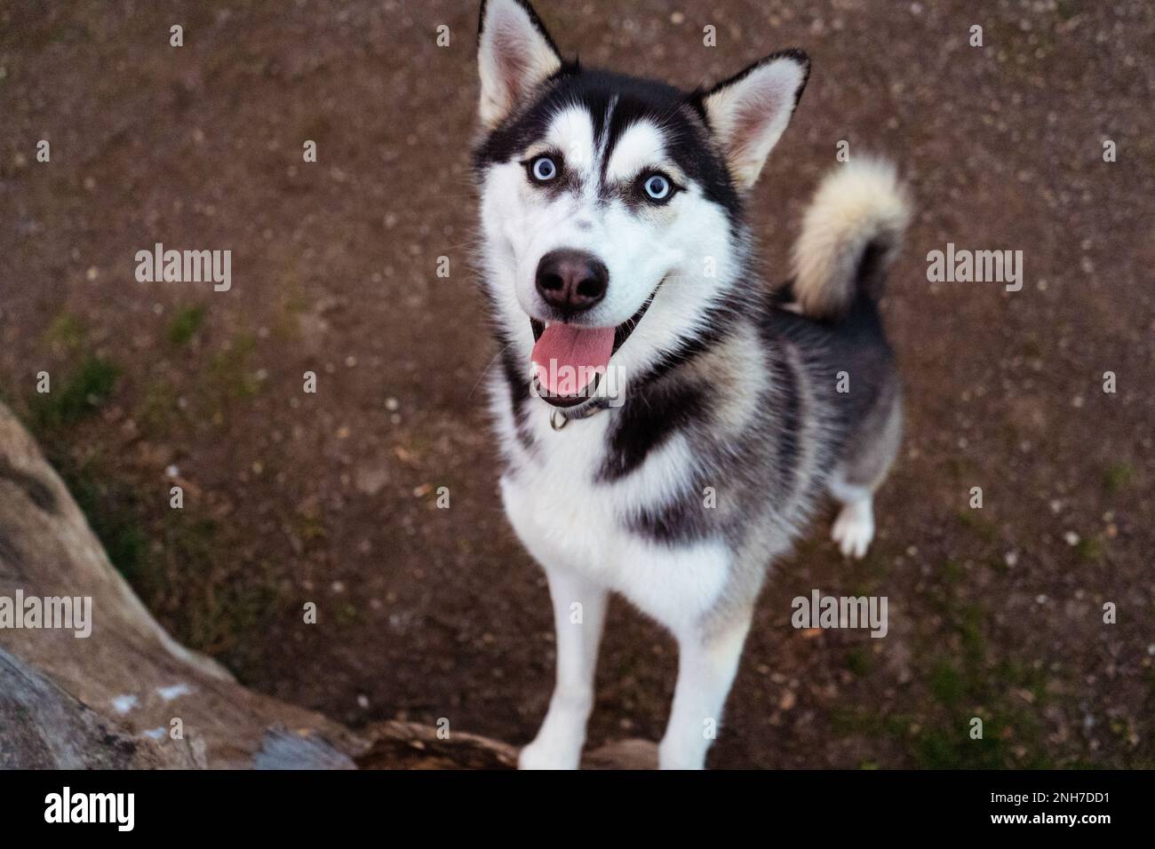 Sibirienhusky hi-res stock photography and images - Alamy