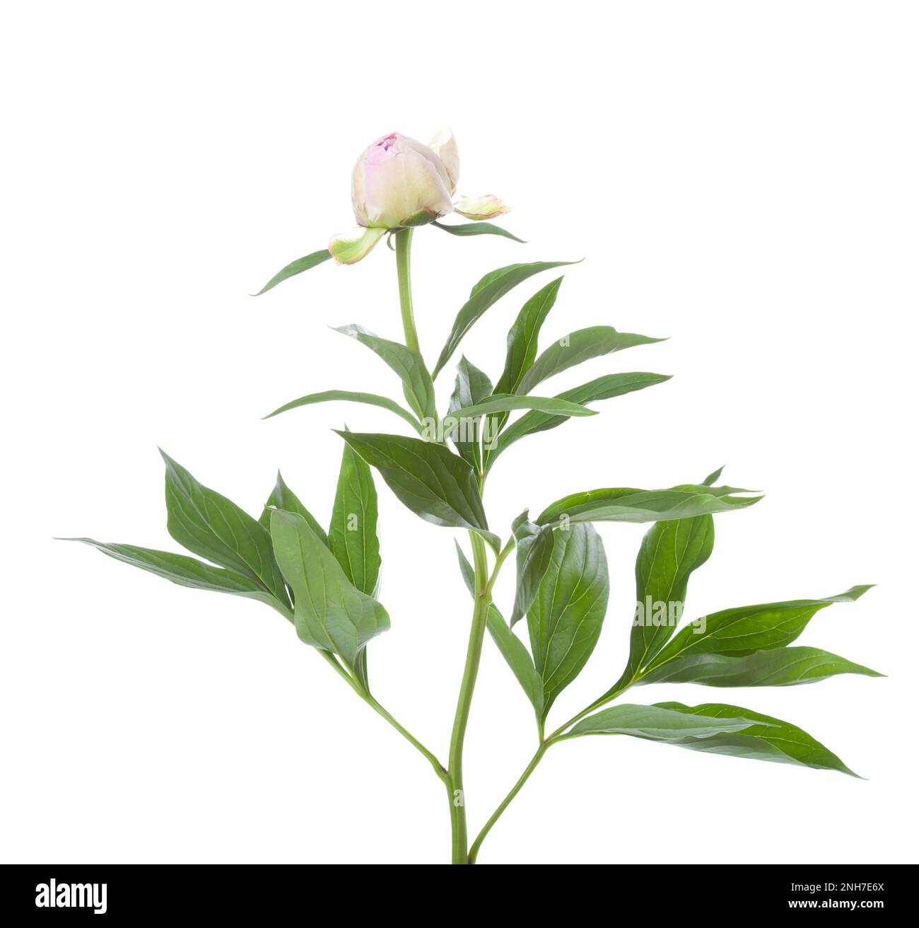 Pale light pink half-closed Peony with lush foliage isolated on a white ...