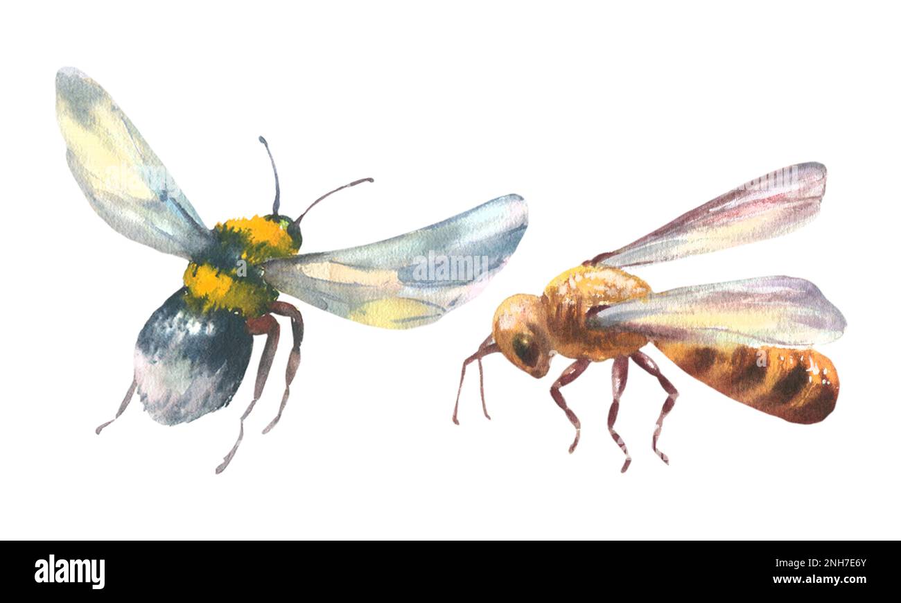 Watercolor Bumblebee In Flight and bee, Hand Painted Summer ...
