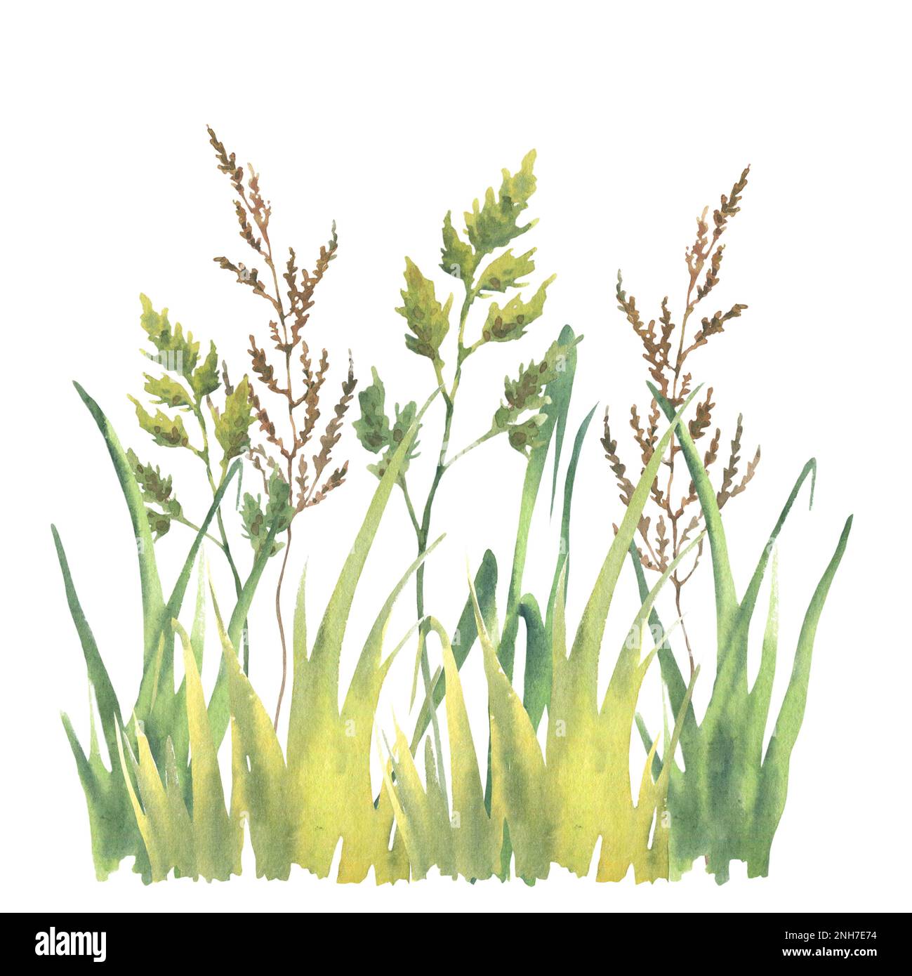 Watercolor green grass, herb, isolated on white background. Different ...