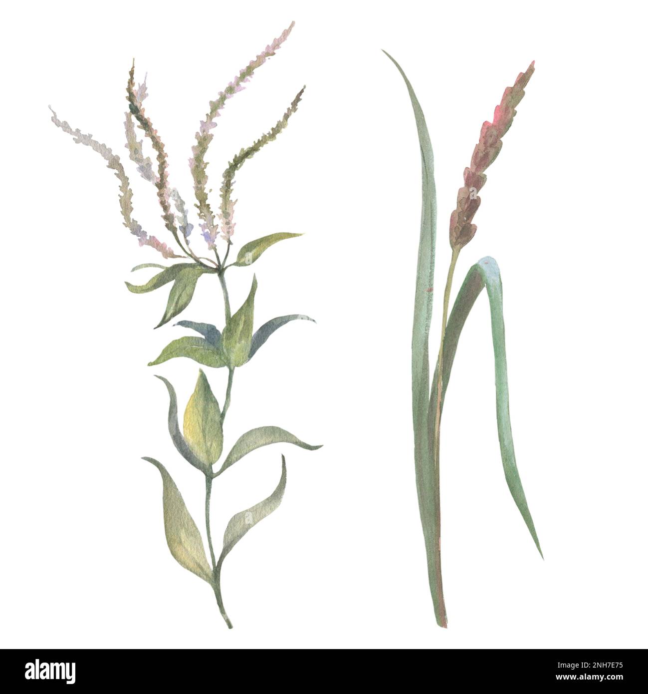 Watercolor green grass, herb isolated on white background. Different ...