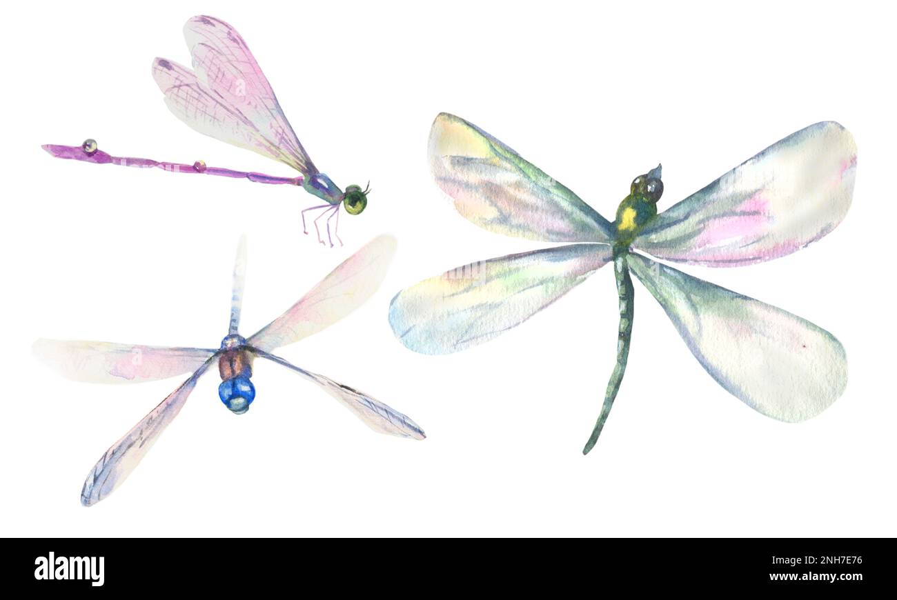 Watercolor dragonflies on a white background. Single elements ...
