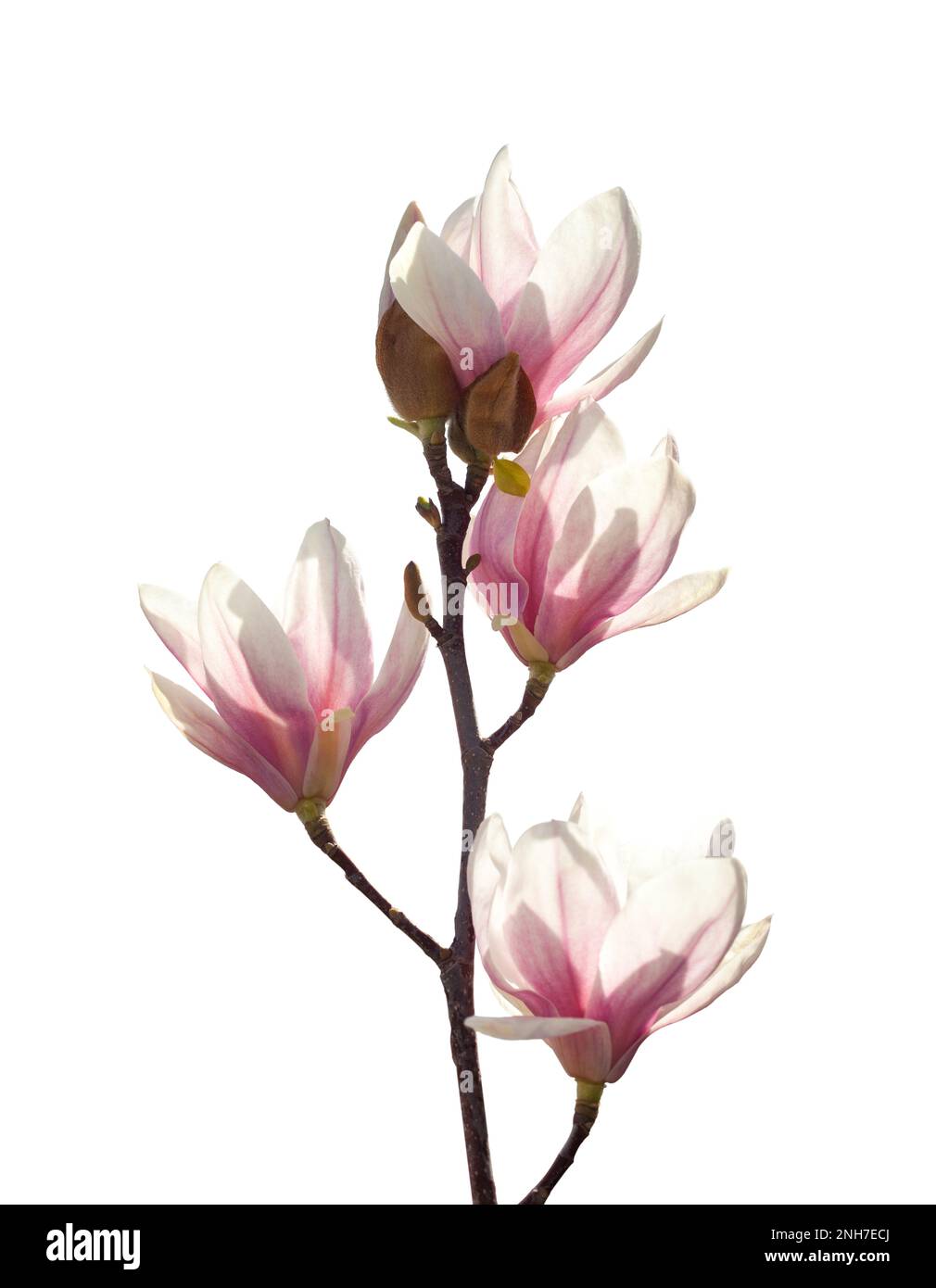 Light pink Magnolia flowers isolated on white background Stock Photo ...