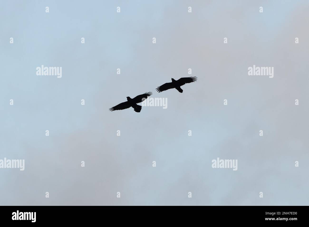 Raven uk corvus corax flight hi-res stock photography and images - Alamy