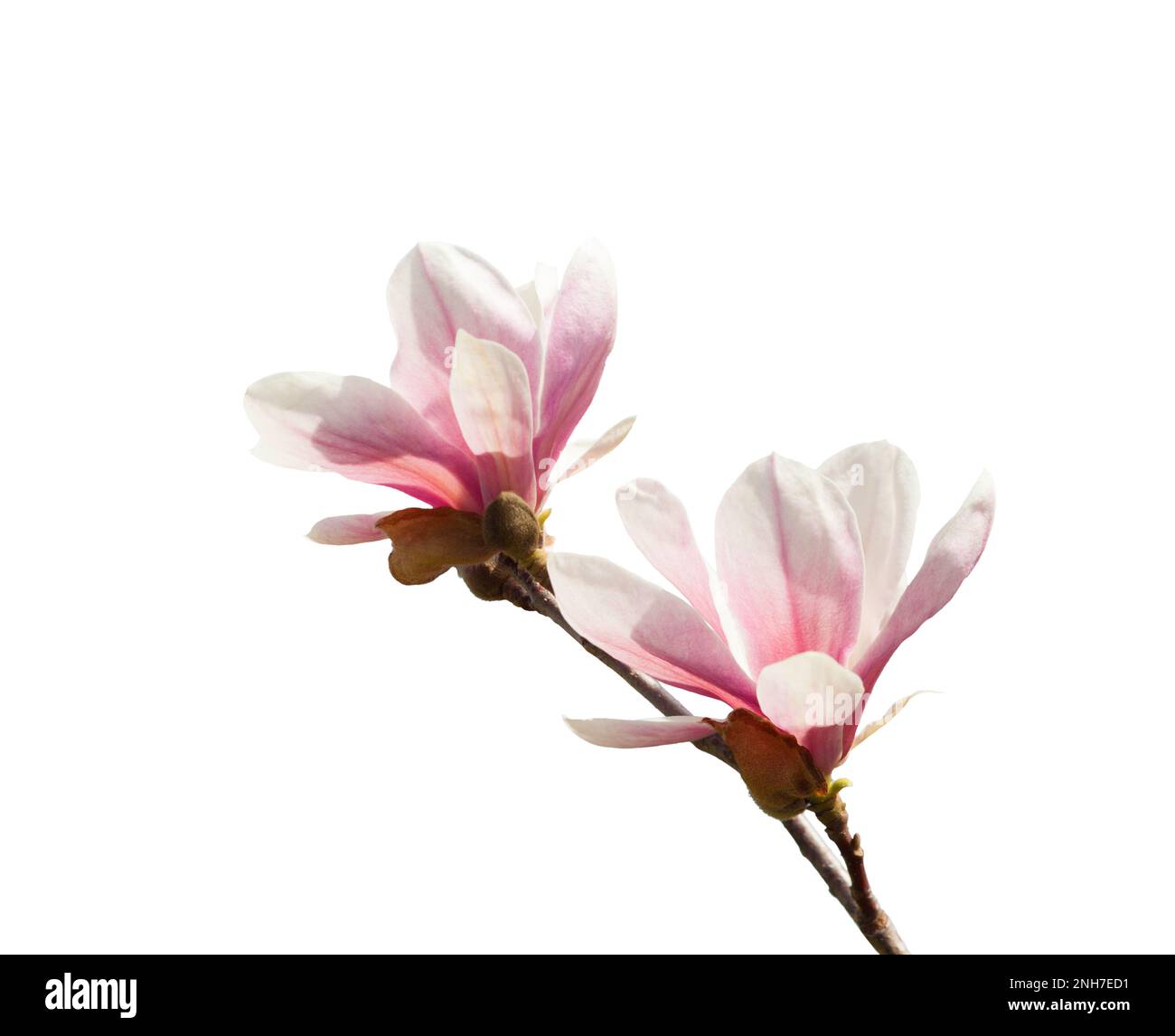 Two Magnolia flowers isolated on white background Stock Photo - Alamy