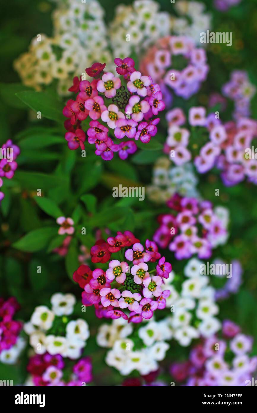 Small cluster of blossoms hi-res stock photography and images - Alamy