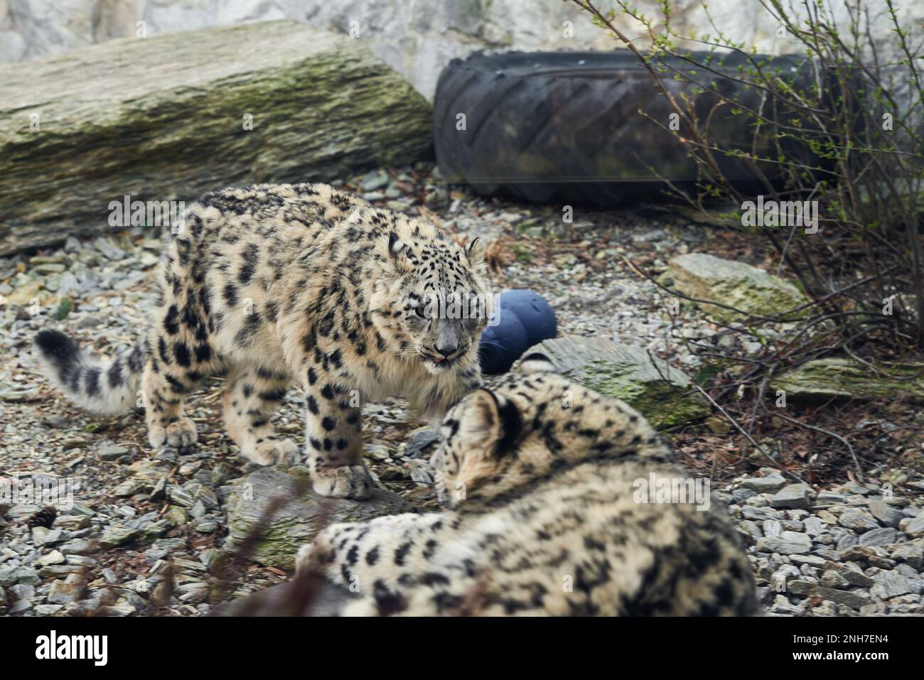 Two Snow Leopards resting in nature background. Panthera uncia potrait ...