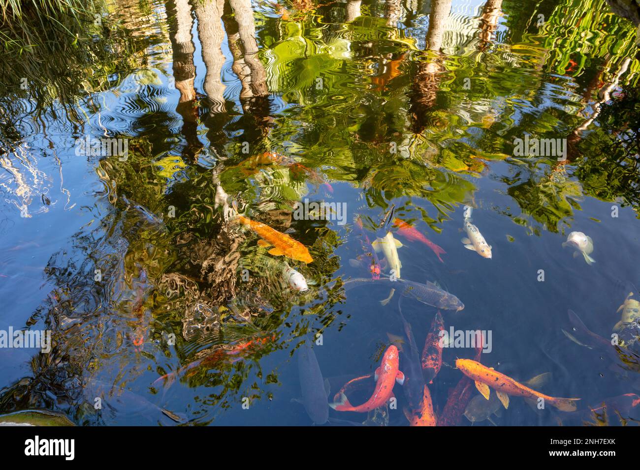 Incredibly beautiful Koi Carp, Amur carp, Cyprinus rubrofuscus,in a man ...