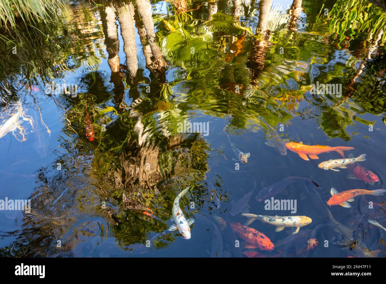 Translocations hi-res stock photography and images - Alamy