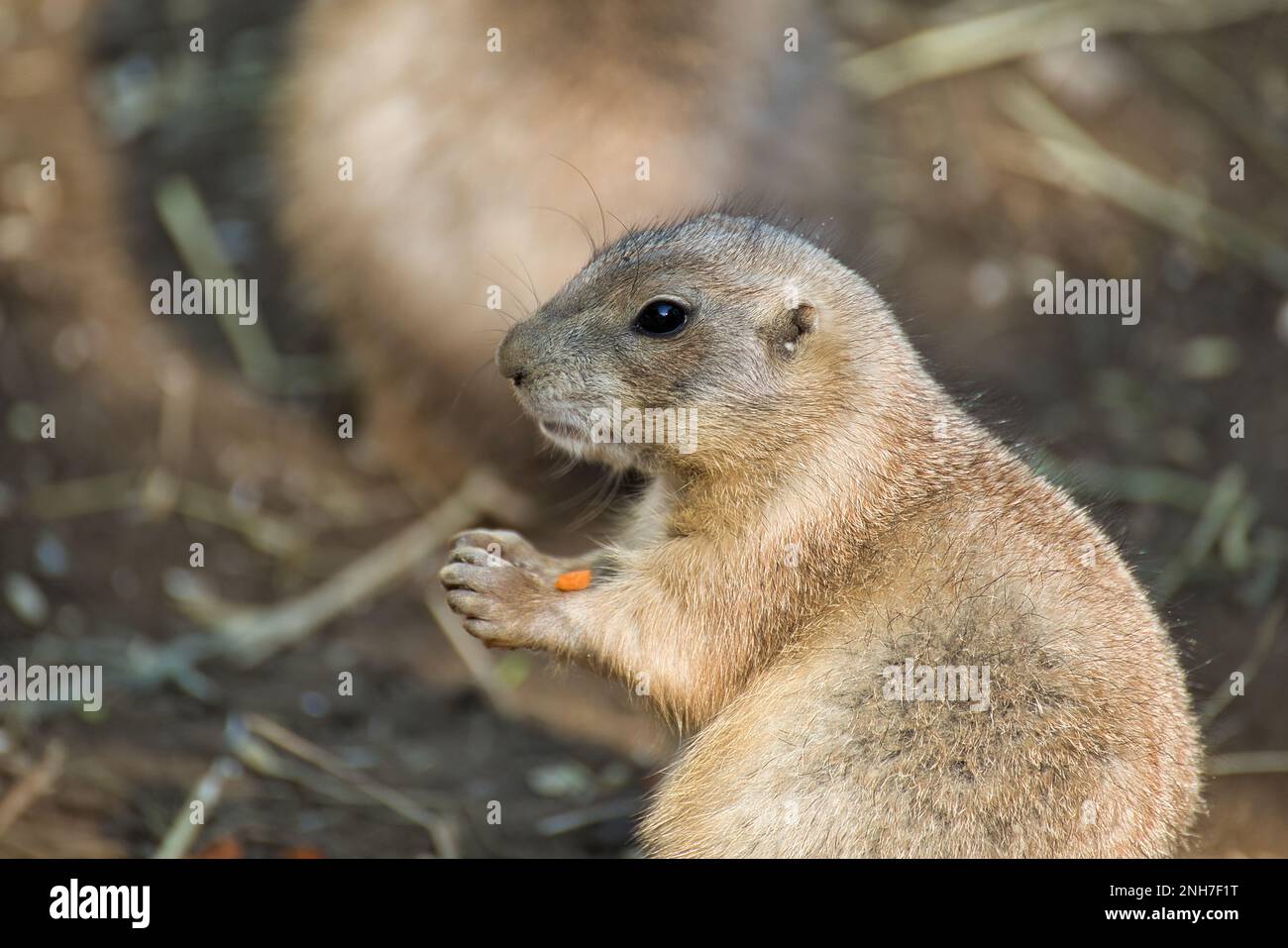 Close up of prairie dog photograpped sideways just eating a carrot ...