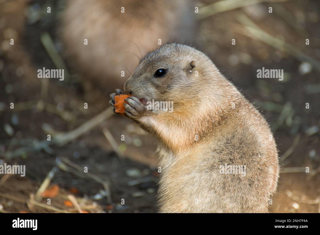Close up of prairie dog photograpped sideways just eating a carrot ...