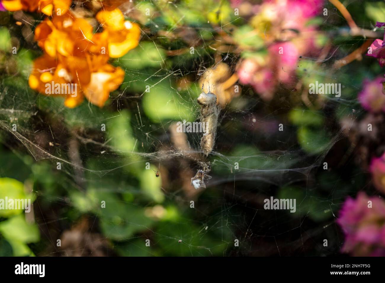 Spiders web, spider and cocoon amongst colourful Bougainvillea. Closeup ...