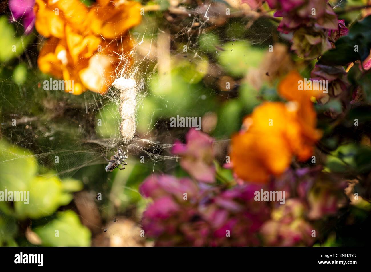 Spiders web, spider and cocoon amongst colourful Bougainvillea. Closeup ...